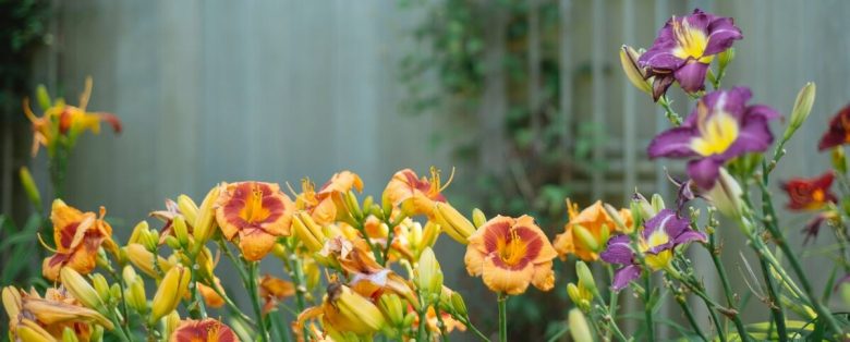 HiT Episode No. 122 - Joseph Granda ('Healing Garden') - Hollywood in Toto